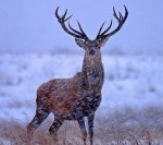 THE TOP NINE DEITIES IN MUSCOGEE CREEK MYTHOLOGY | Balladeer's Blog